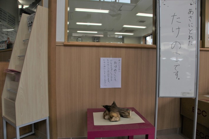 春の味覚 たけのこ : 鳳幼稚園