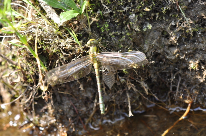 アオサナエの羽化を観に… : 加茂のトンボ （トンボ狂会）