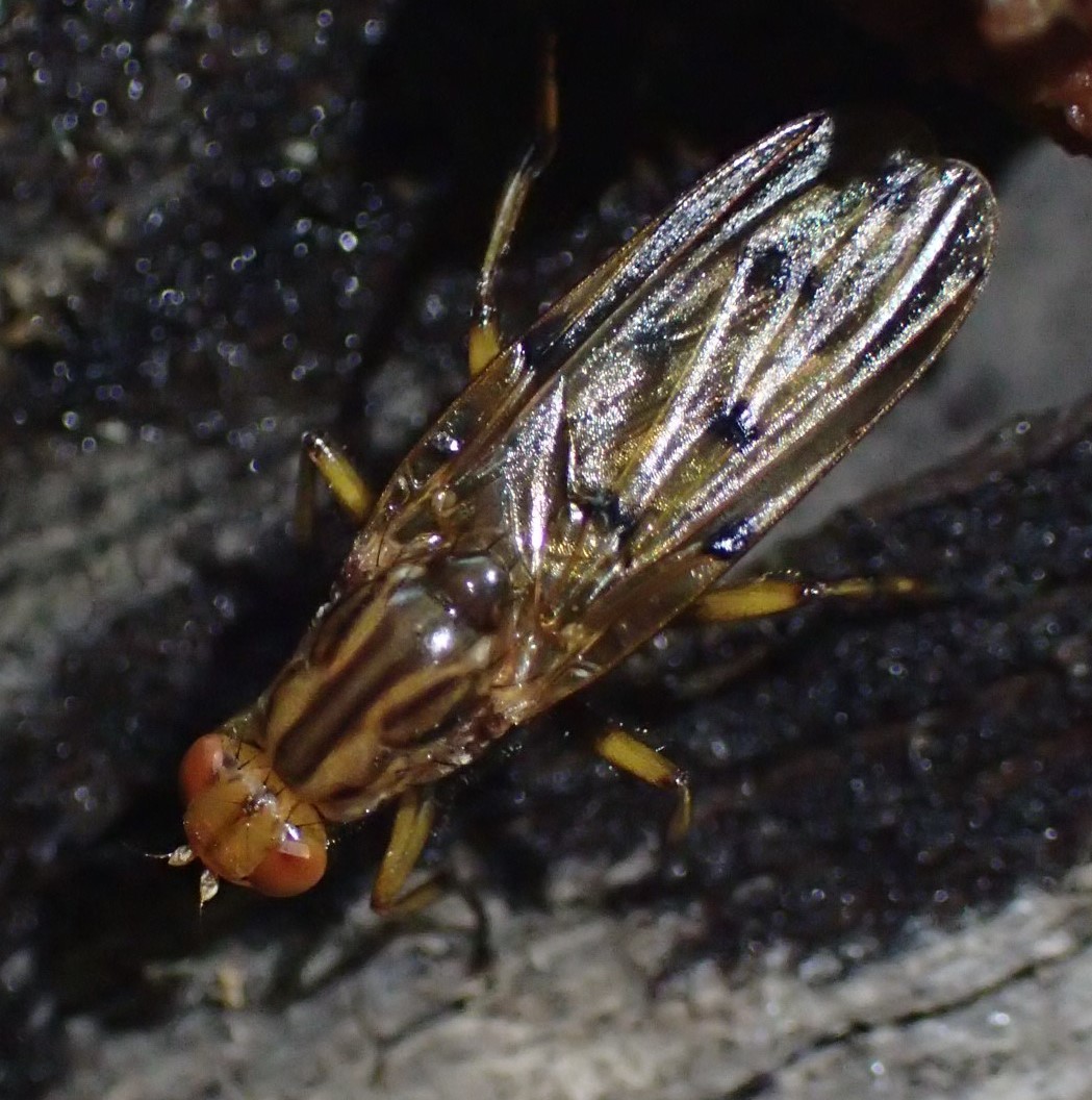 ベッコウバエ Dryomyza formosa : 写ればおっけー。コンデジで虫写真