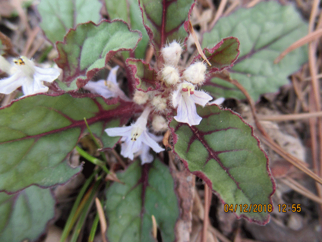 初春～春の植物いろいろ（2018年2月20日～4月13日） : 宮城県 県民の森blog