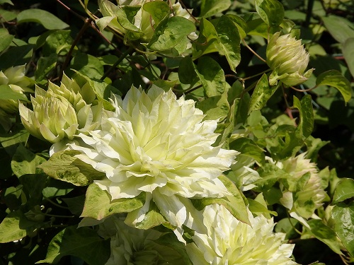 八重も咲いています : 花のある生活：クレマチス
