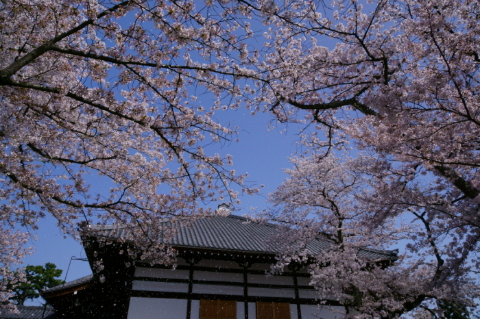 妙蓮寺 : Deep Season