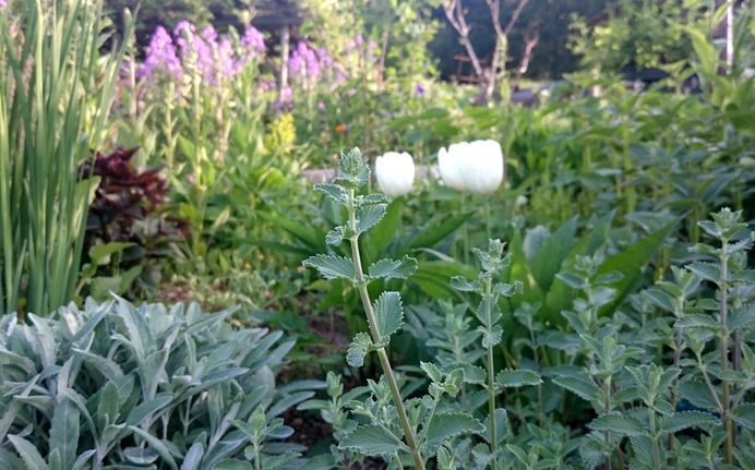 4月の庭風景 2018 : 古民家と、、畑と庭とそのまた向こう