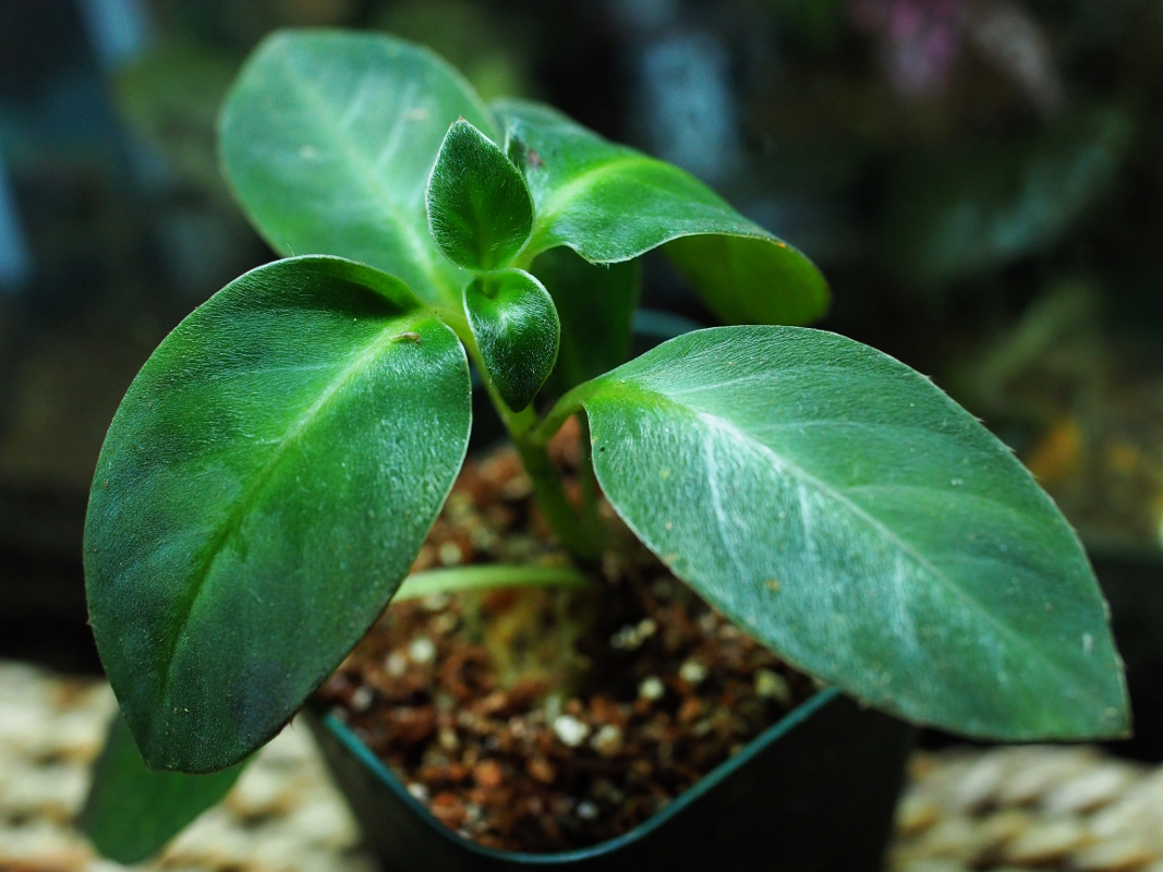 コドノボエア・マラヤナ : Blog: Living Tropically