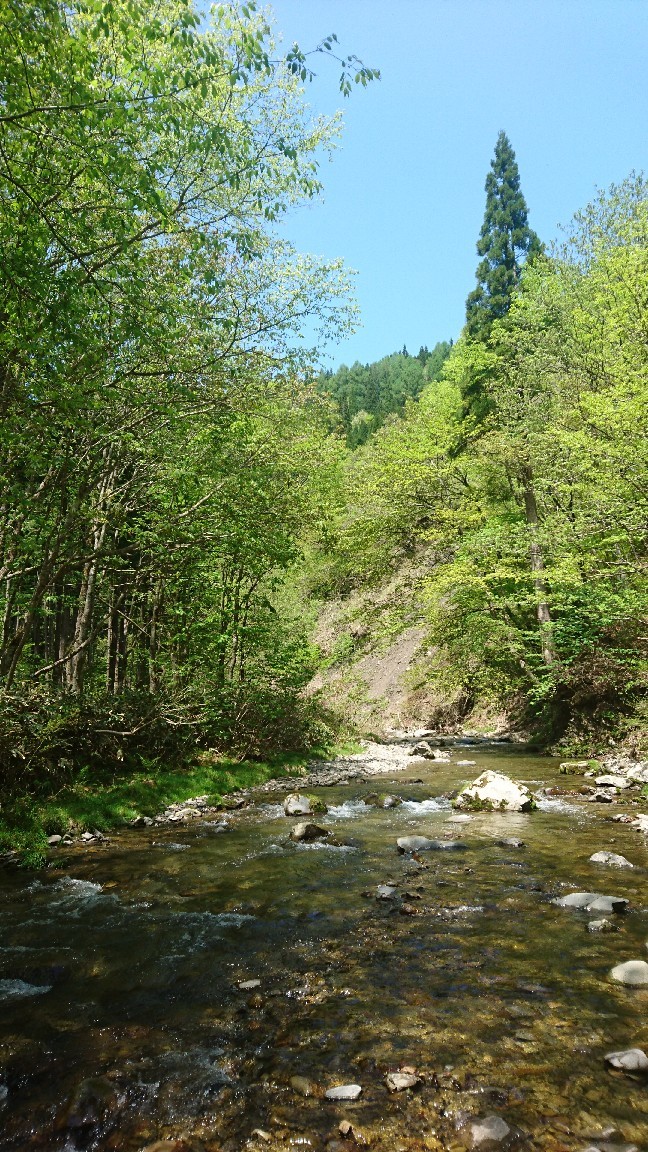 今シーズン初の郡上の溪 : のんびり釣ろまいか