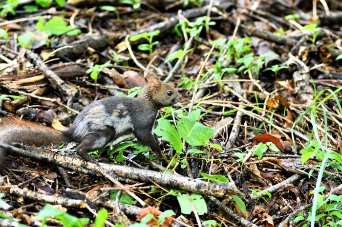 北の森からエゾリスと野鳥便り : エゾリスと森の仲間たち
