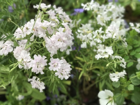 買ってきた花苗。 : omphalodes_rieko メドウに吹く風