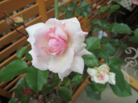 ばらのお客様 : 婆のつぶやき2