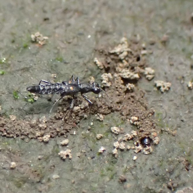 ホソフタホシメダカハネカクシ？ Stenus alienus ？ : 写ればおっけー。コンデジで虫写真
