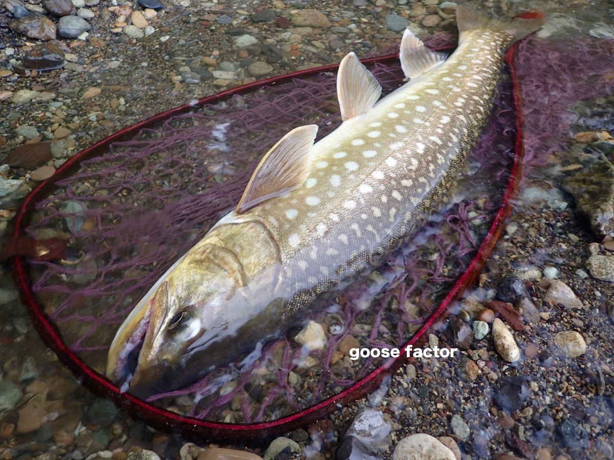 モンカゲ : Goose factor