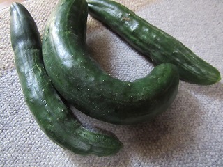 キュウリ : さかえのファミリー