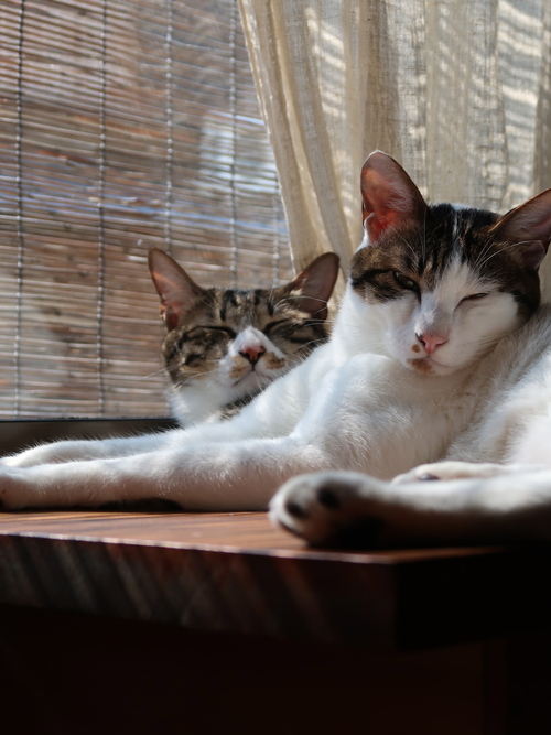 Silver Filigree エーデルワイスのイヤリング : 満月アンティーク