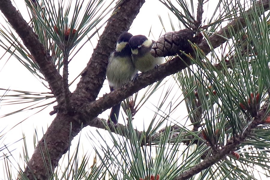 初モノ カッコウ : 四十雀の欣幸 ～野鳥写真日記～