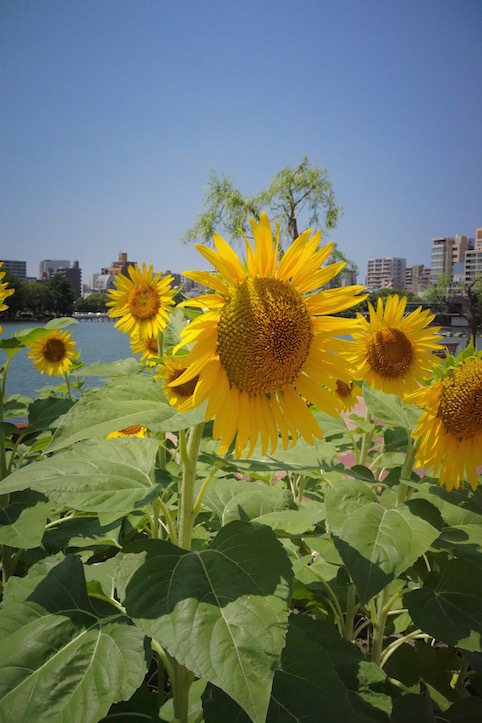 福岡旅行っ！（5）天神地下街・大濠公園 : マイケルと読書と、、
