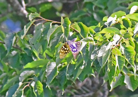 オオムラサキ : 花蝶風月