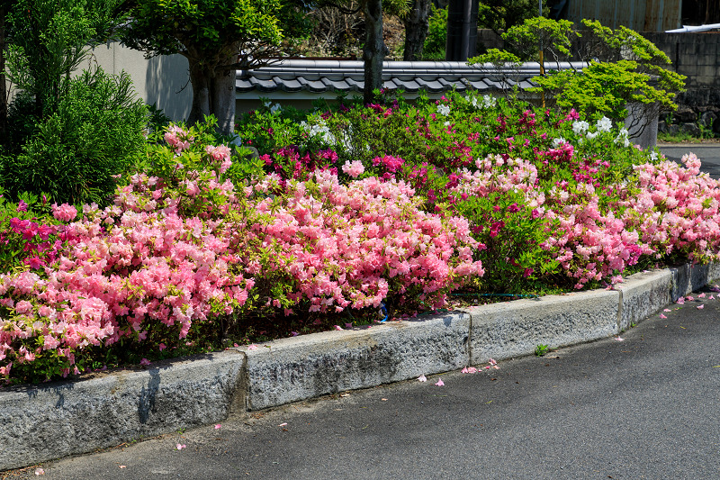 妙満寺・ツツジ満開の頃 : 花景色－K.W.C. PhotoBlog