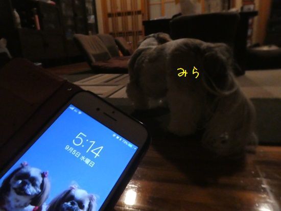 台風（21号）一過 : ＃あゆみらな日々