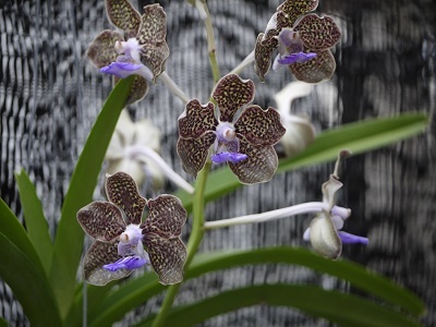 V.Mini Palmer : じいじの蘭日和