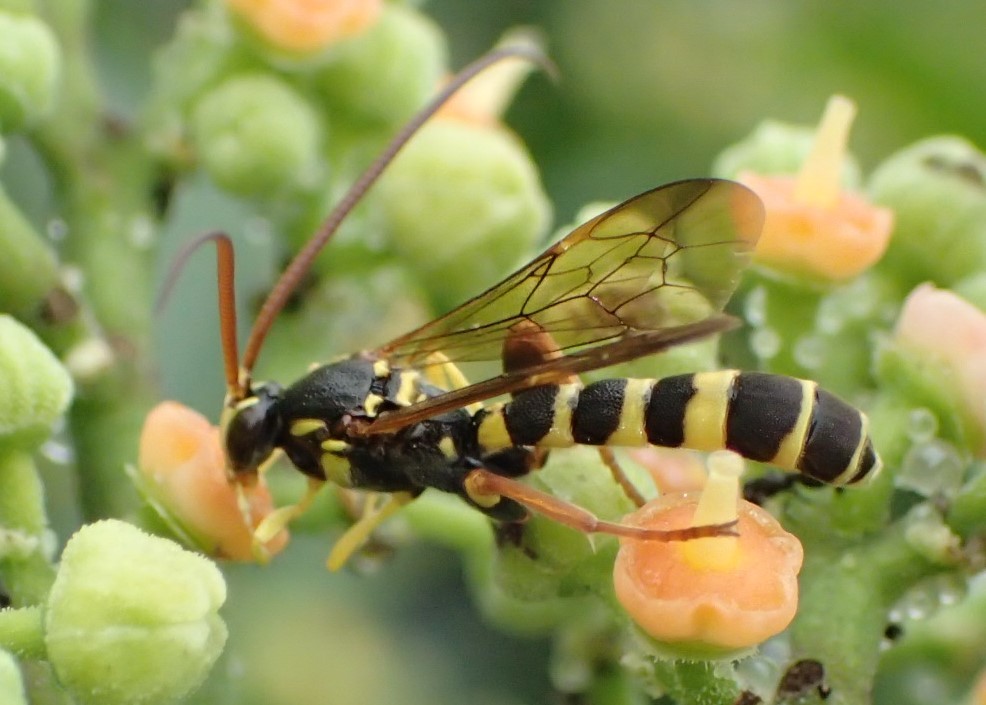 キオビコシブトヒメバチ？ Metopius (Metopius) browni ？ : 写ればおっけー。コンデジで虫写真
