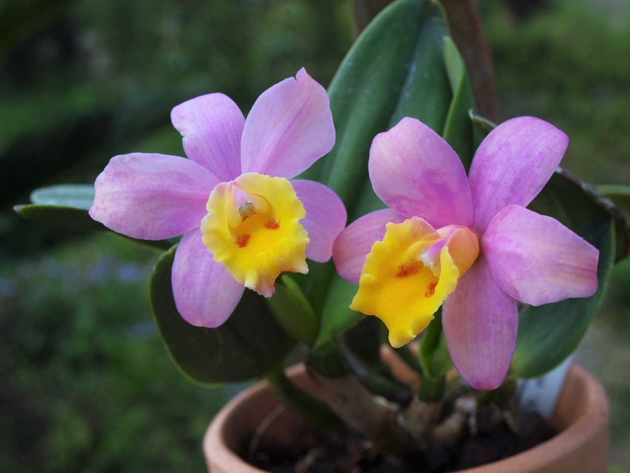 C. Crystelle Smith ' N.R ' : Flowers.