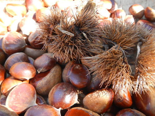 とっても美味しそうな栗発見！！ : みかづき第二幼稚園（高知市）のブログ