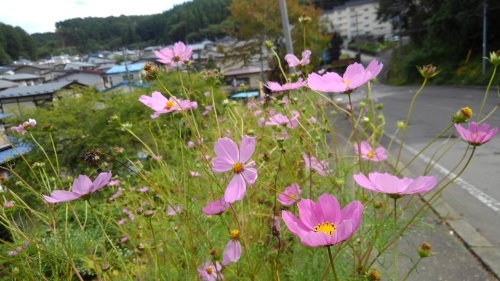 おいかわ内科クリニックのブログ