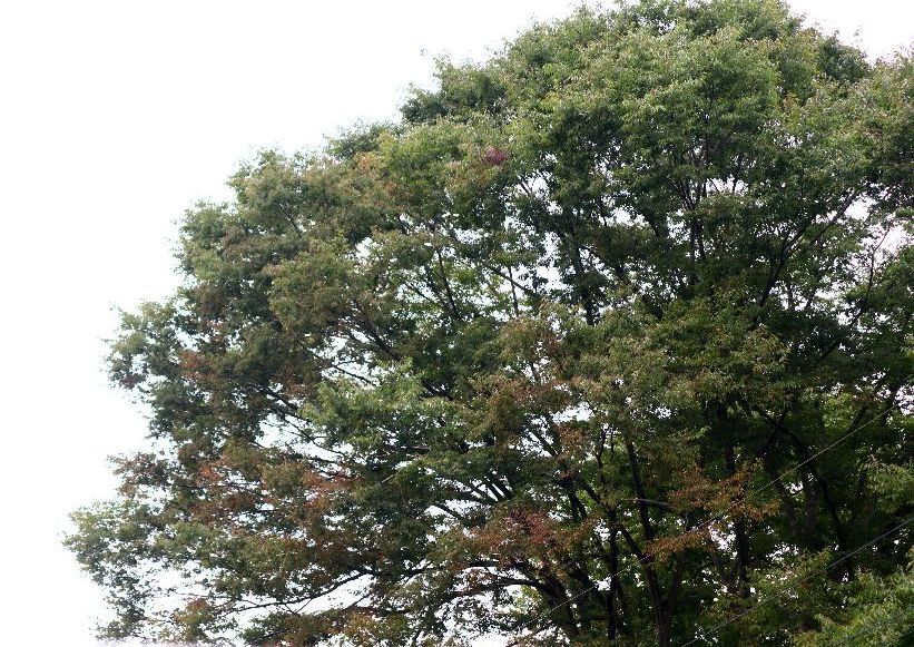 台風前に : 風と一緒に