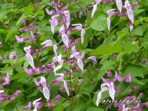 花壇でシソ科の花（オルトシホン・レウカンサ）が咲いています。 : デジカメ散歩悠々