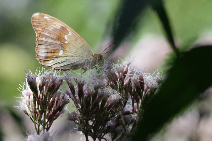 2018秋の蝶・秋の花 : 還暦からのネイチャーフォト