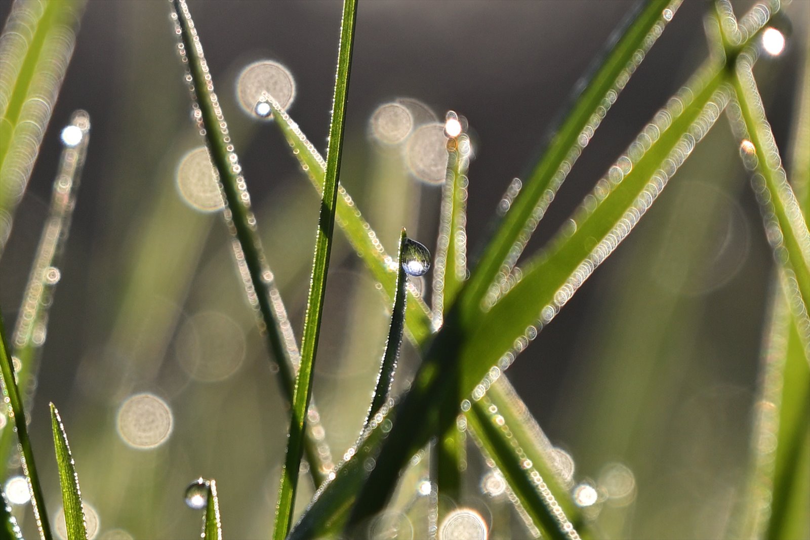 Z 24-70mm f/4 S の解像度はかなりスゴい。 : やぁやぁ。