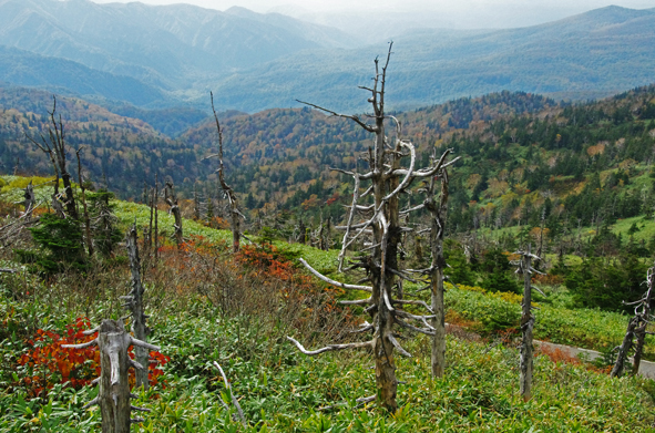 秋の八幡平 オオシラビソは挫けない2 : 森林インストラクターのブログ フォレスト 石風花1