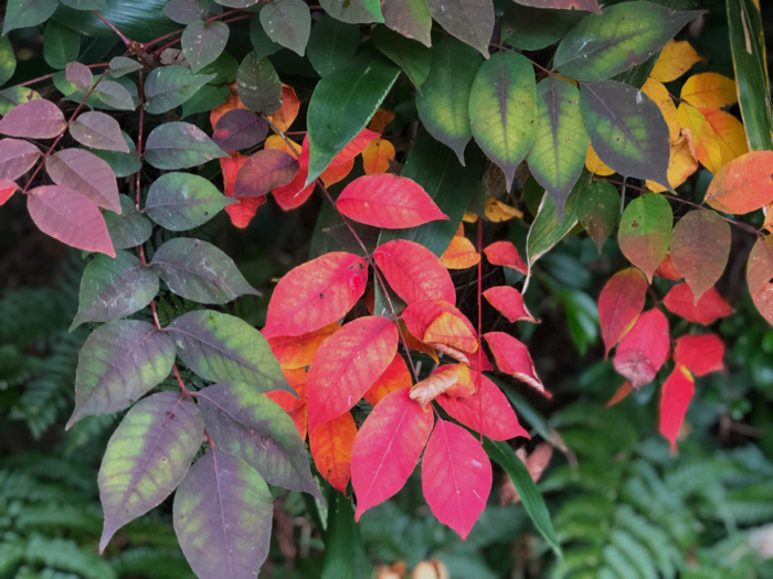 ゆっくりしました : おしゃれな会席 万里摩理の支配人ブログ