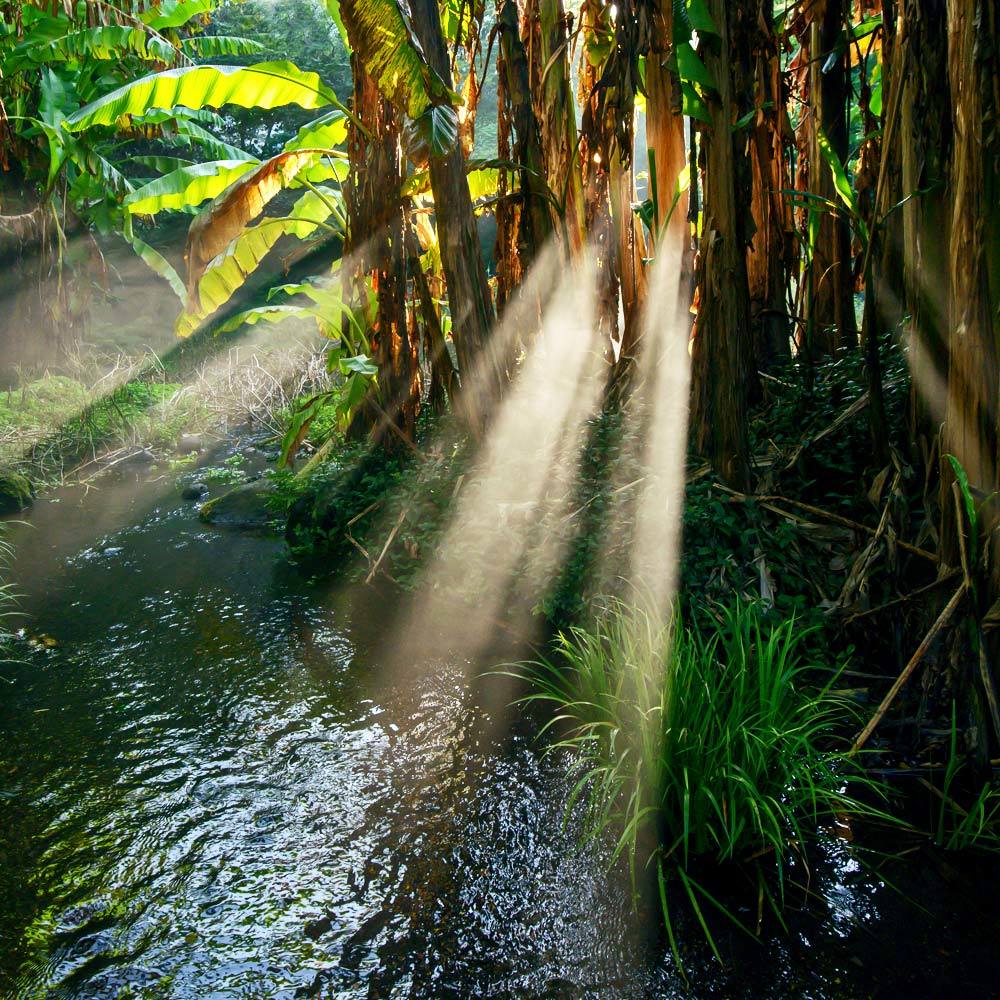 鳥 回想㉙）江津湖の彩り＝熊本県熊本市 : チャレンジ！ 日々の散歩道