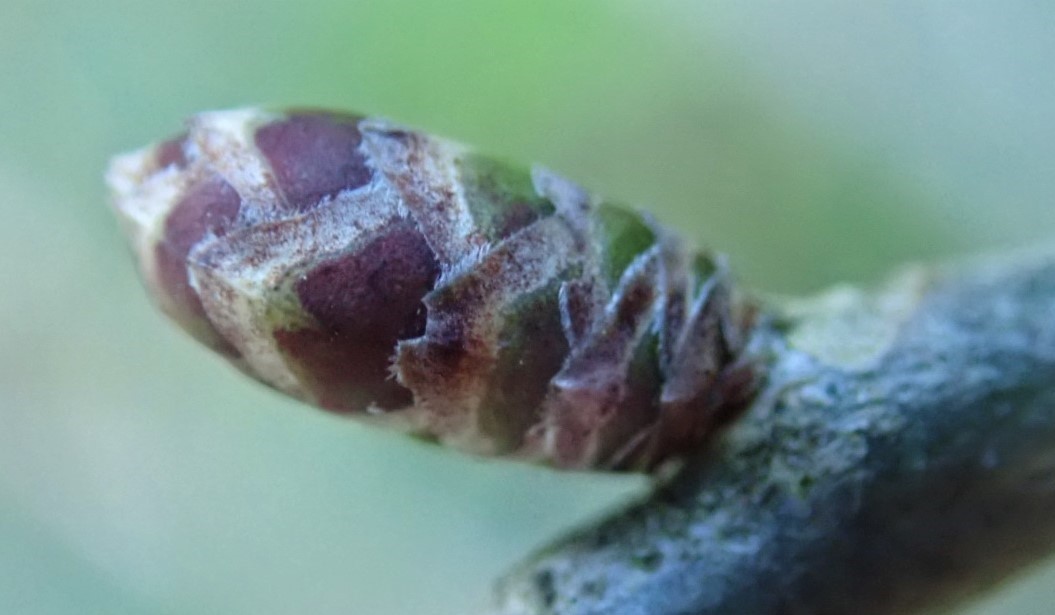 コクサギ 小臭木 : 里山の四季