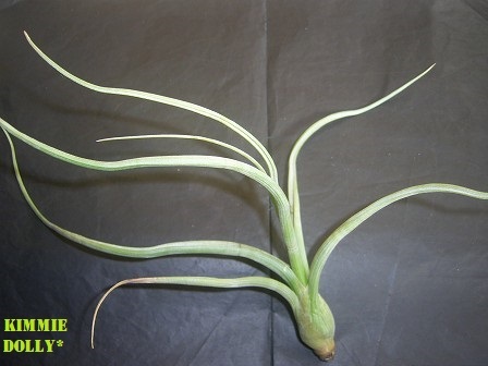 いよいよ巨大化の世界に突入②＜ツボ編＞ : 女神見習いヲバサンの記