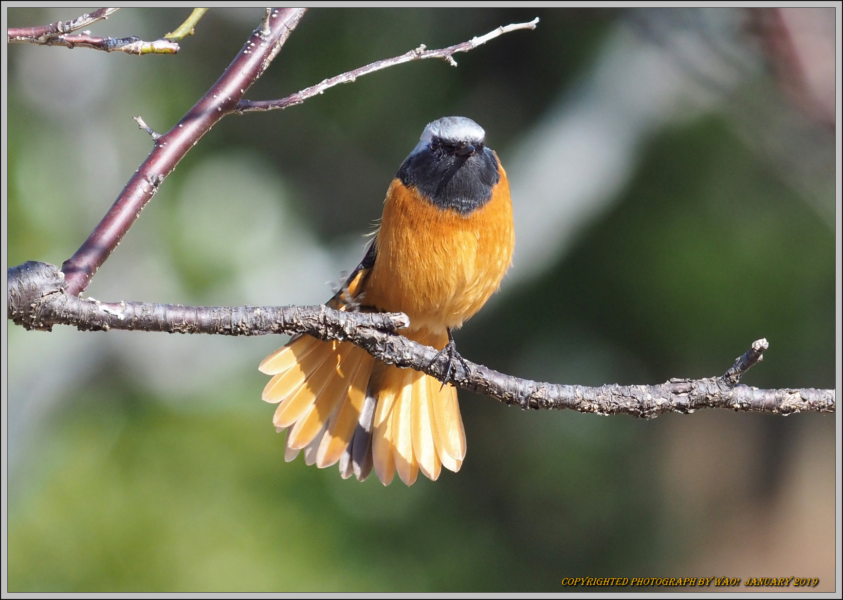 ジョビ ストレッチでリラックス : 野鳥の素顔 ＜野鳥と日々の出来事＞