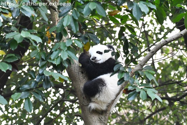 2018年11月 成都大熊猫繁殖研究基地 その20 月亮産房の子パンたち1 : ハープの徒然草