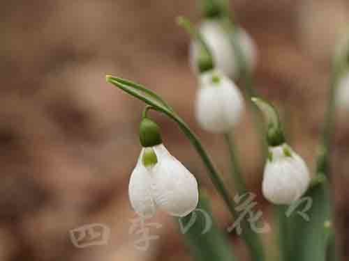 セツブン草とスノードロップ : 四季の花々（Y）