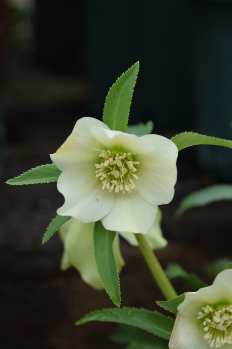 クリスマスローズ増殖中 : ヒバリのつぶやき