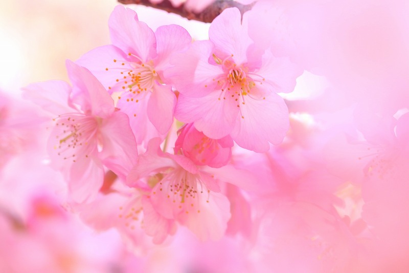 桜並木・1 : 暮らしの中で