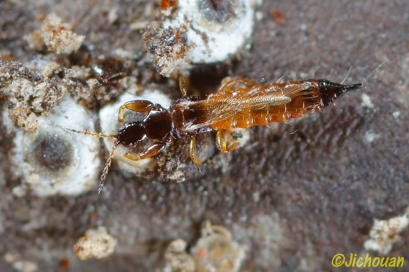 アザミウマ（その7、Podothrips odonaspicola） : 時鳥庵晴耕雨読