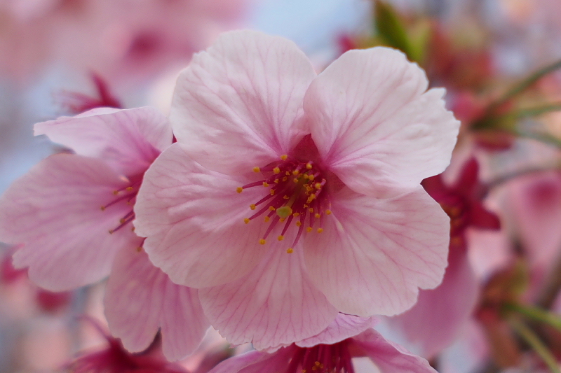 【Photo】五部咲き桜と春の花々 by SIGMA DN 19mm F2.8 Artライン : SAMのLIFEキャンプブログ Doors ...