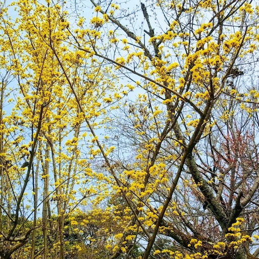 雑記(モクモクファーム) : 柴わんことにゃん太郎