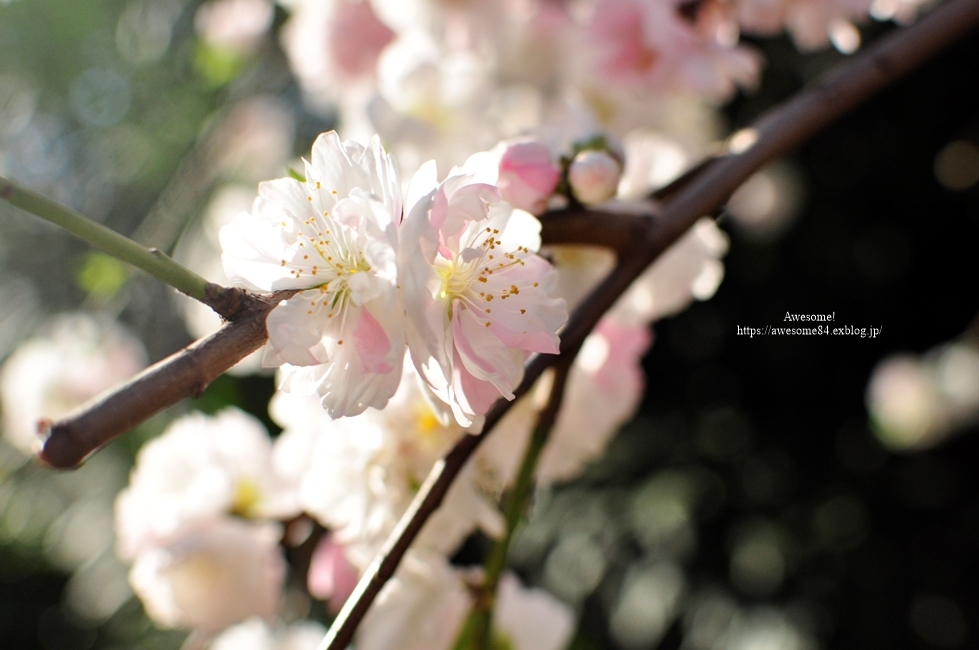 今日の桜 : Awesome!
