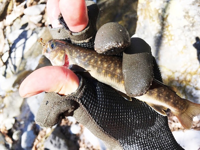 逃した魚はでかかった : 山谷彷徨