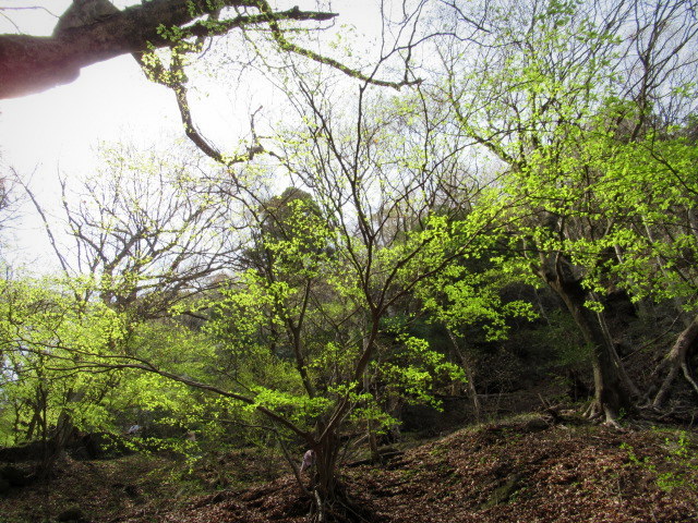 小諸 布引観音 ＊ 断崖絶壁の観音堂と満開の桜♪ : ぴきょログ～軽井沢でぐーたら生活～