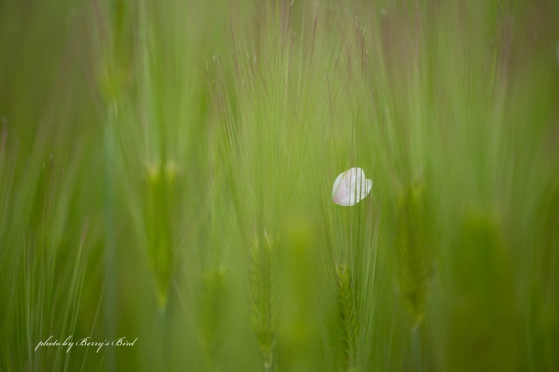 おわりへ...圧倒的桜。平成FINAL : Berry's Bird