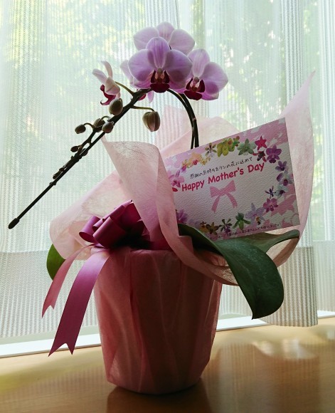 5月12日 涼しい母の日 : マルコの日記