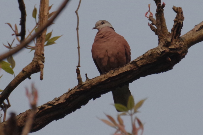 ネパールの鳥（第3部） : 還暦からのネイチャーフォト