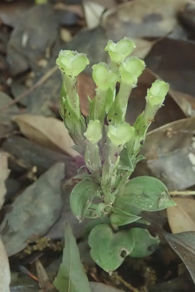 フデリンドウの種子散布 : 里山の四季